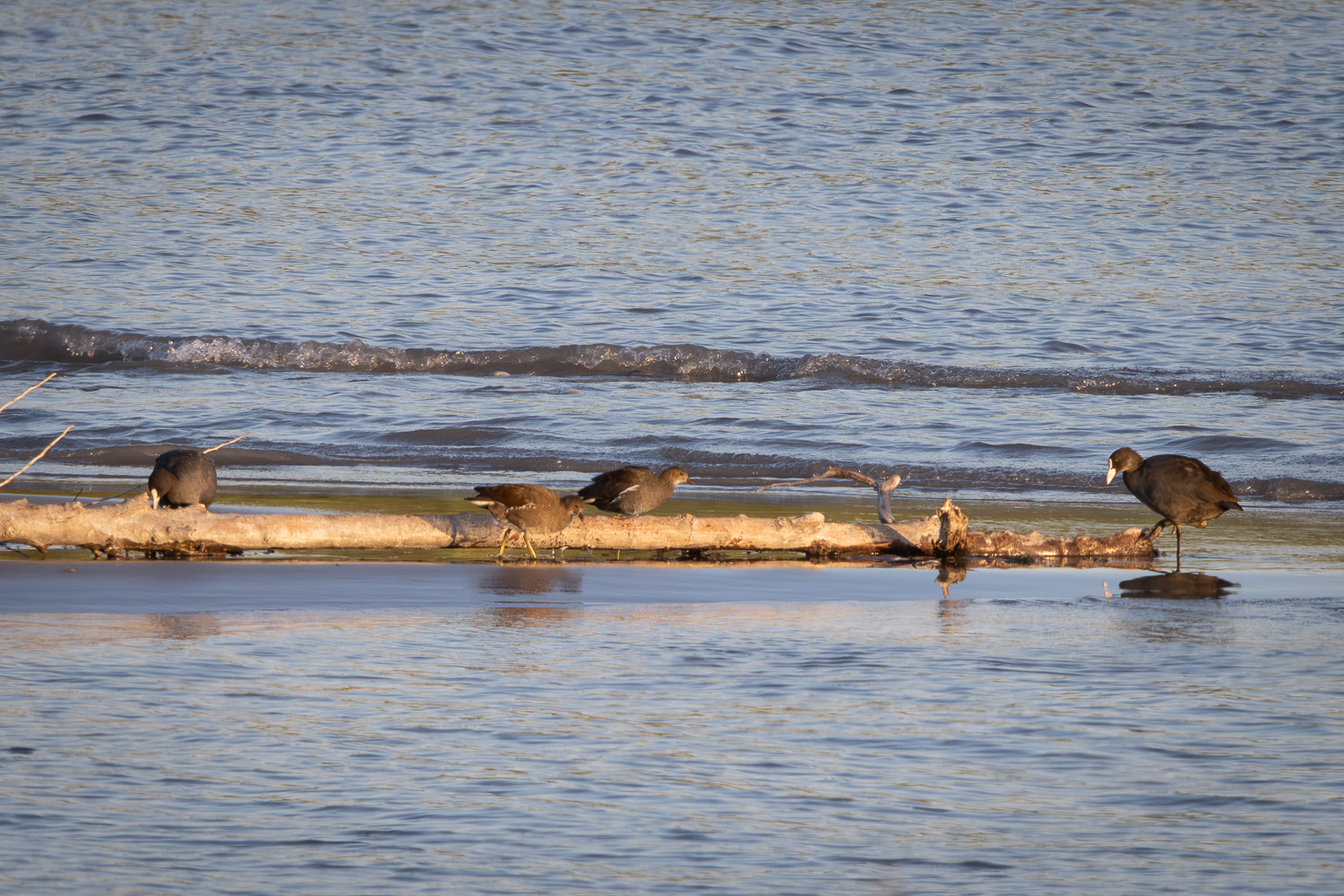 Eurasian Coots, Embouchure du Var, France, Aug 2025 – Bob Ramsak ...
